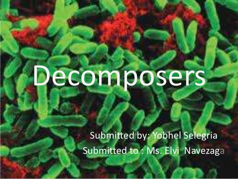 Decomposers