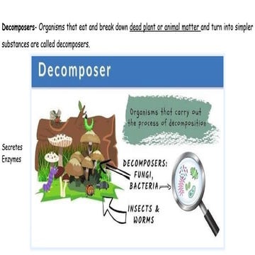 Decomposers and types of decomposers.ppt.pptx