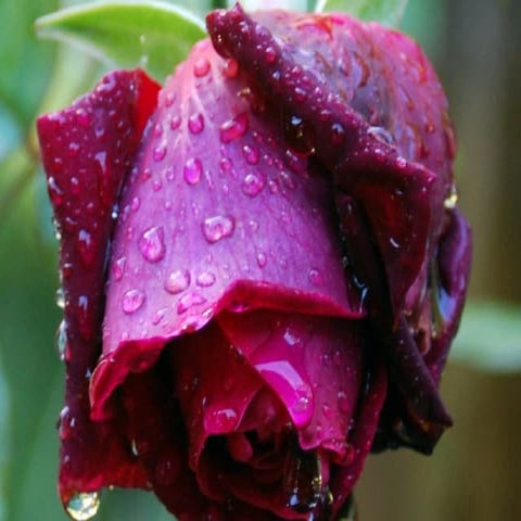 Deep Secret A Favourite Rose | PPS