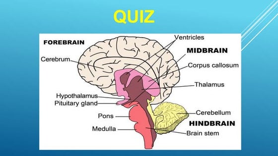 Science quiz – visual round | PPTX | Geology | Science
