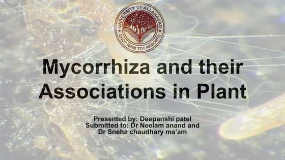 About Mycorrhiza | PPT