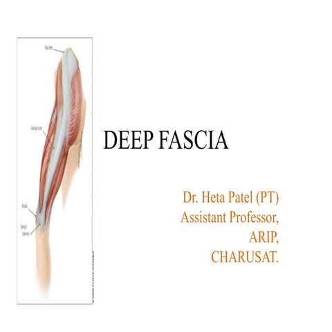 Femoral Sheath Is A Deep Fascia Of Thigh Anterior Thigh Muscles