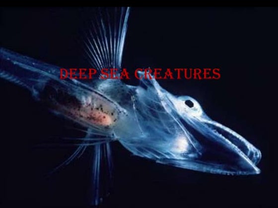 Deep Sea Creatures | PPT