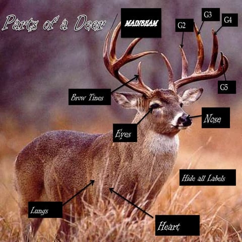 Deer | PPT