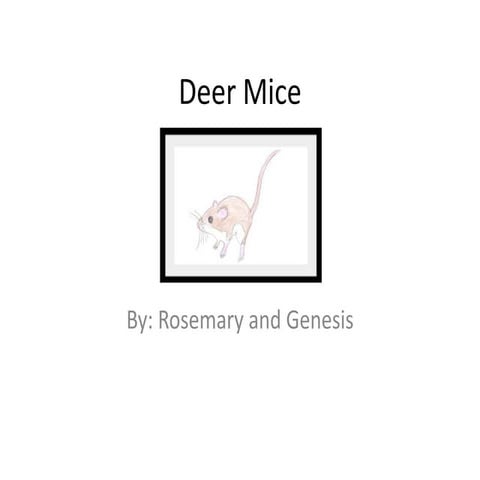 Deer Mice | PPTX