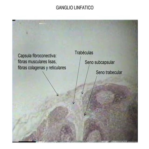 Ganglio linfático. | PPTX