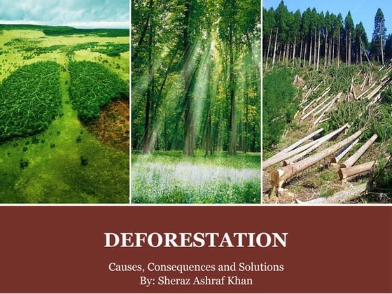 Deforestation | PPT