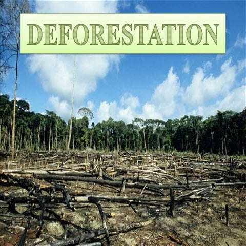 Deforestation in the world, its current situation, its causes, its ...