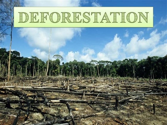 Deforestation - Causes, Consequences, Solutions.pptx