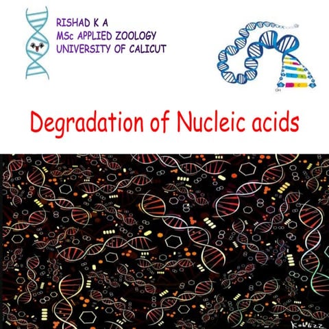 Degradation of Nucleic acids.pptx