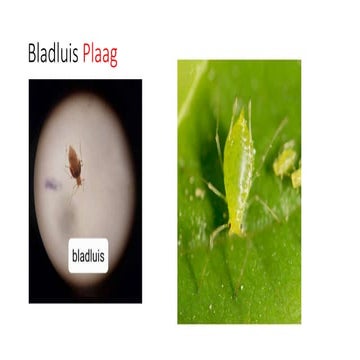 Plaag en nuttige insecten in land- en tuinbouw België | PPTX