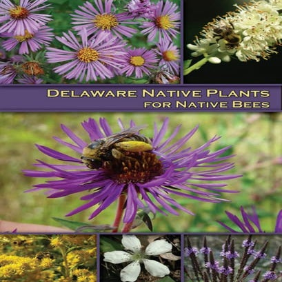 Delaware Native Plants for Native Bees | PDF