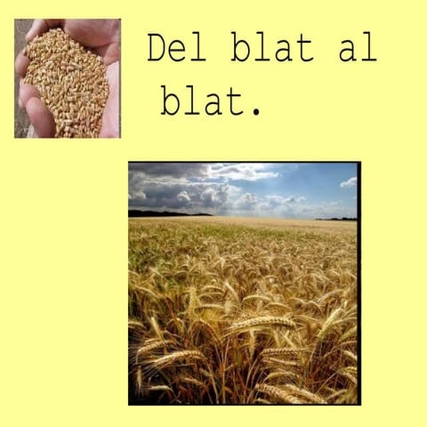 El blat | PPT