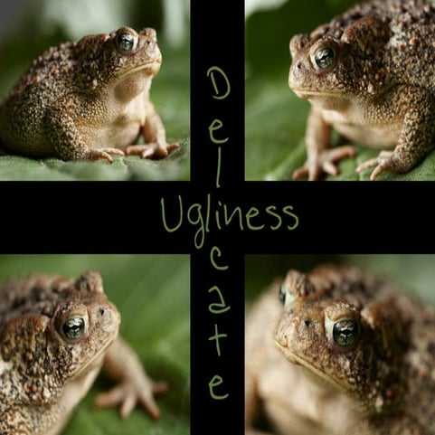 Delicate Ugliness | PDF