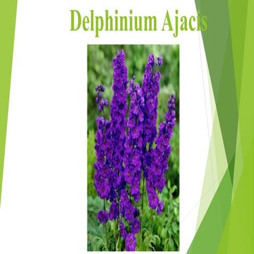 Delphinium ajacis | PPTX