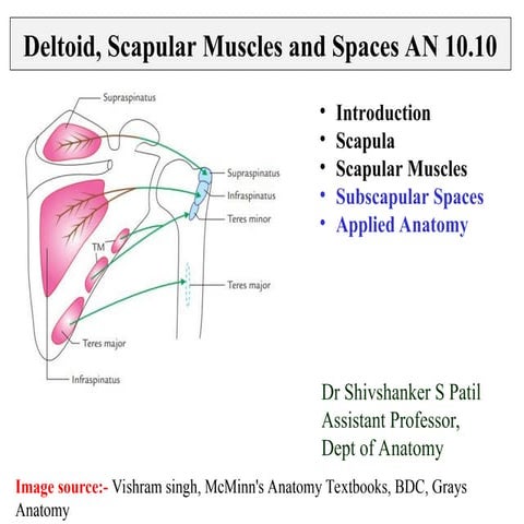 Deltoid Region, Scapular Muscles and Spaces | PPT