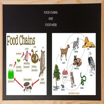 Food Chain and Food web | PPTX