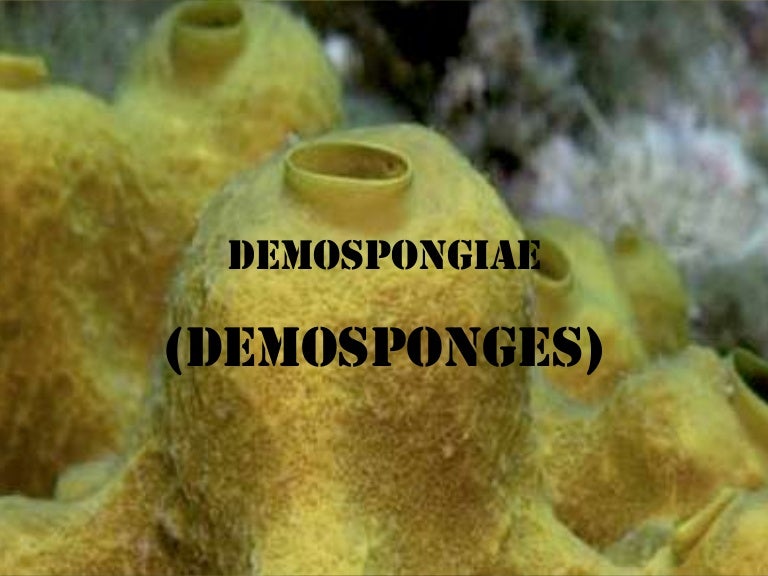 Diagrama De Demospongiae
