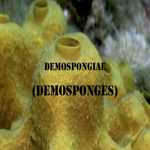 Skeleton in sponges by Shazia Naaz M.Sc. I year.pptx