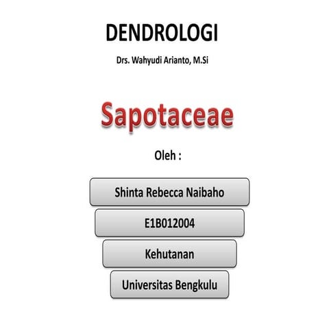 Dendrologi Sapotaceae | PPTX