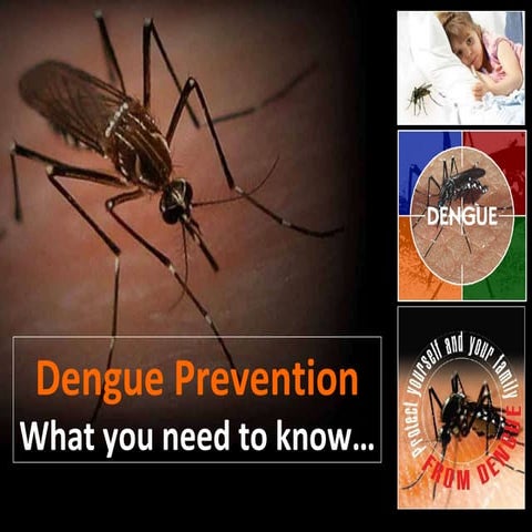 Dengue Prevention - What You Need To Know | PPS