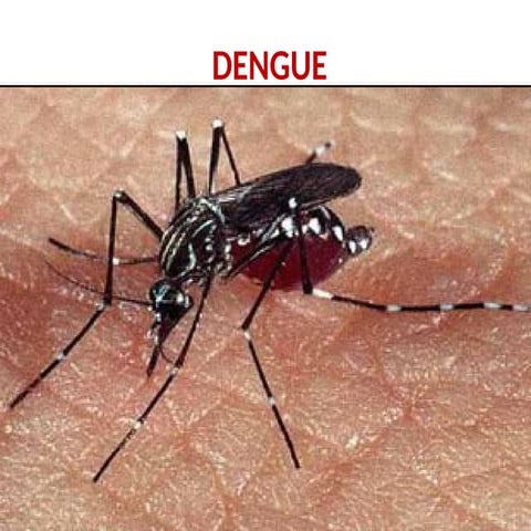 Apresentação dengue | PPSX