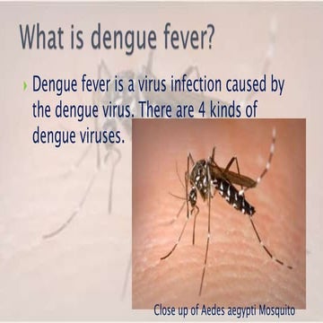 Dengue Fever and how to Prevent it | PPTX