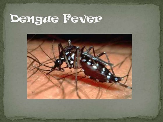 Prevention and control of dengue fever | PPTX | Infectious Diseases ...
