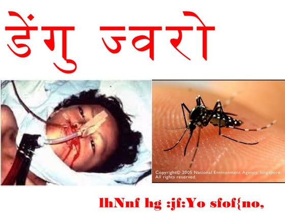 Prevention and control of dengue fever | PPTX | Infectious Diseases ...