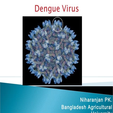 Dengue | PPT