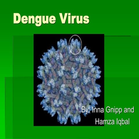 Dengue Virus.ppt
