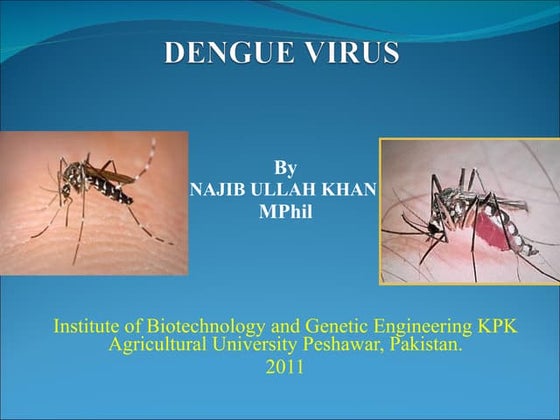 DENGUE VIRUS | PPT