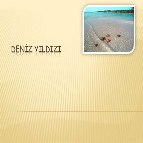 Deniz yildizi.pptx eee eeee | PPTX
