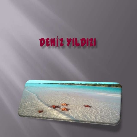 Deniz yildizi 2.pptx gggggg | PPTX