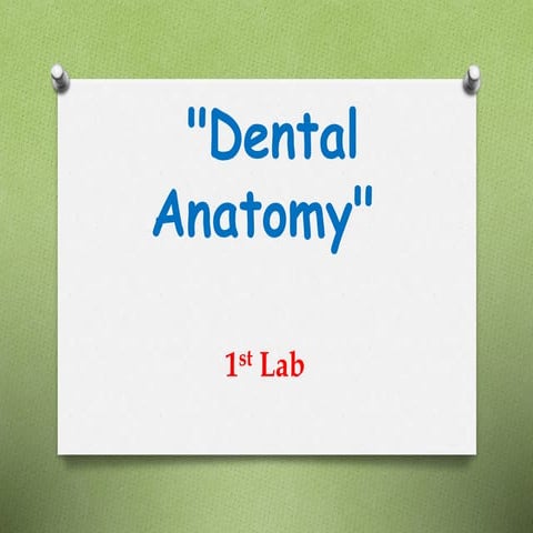 Dental ِِِAnatomy | PPTX