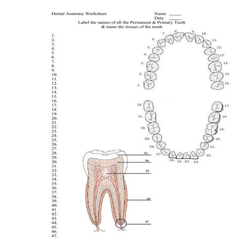 Dental anatomy | PDF