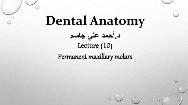 The Permanent Maxillary First Molar | PPT