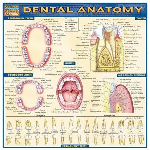 Dental anatomy reference_guide | PDF
