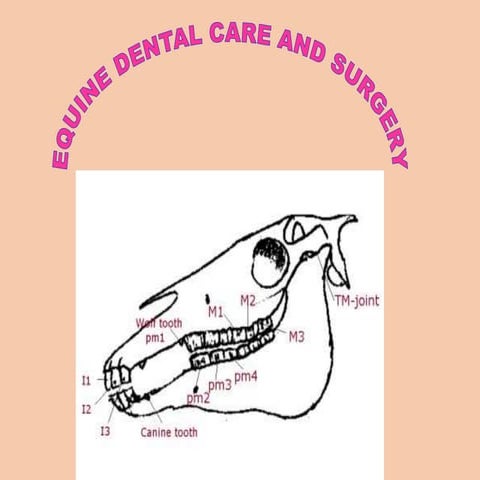 Dental conditions of horses | PPT