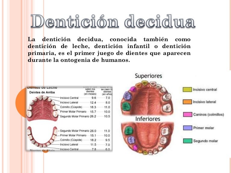 Denticion decidua