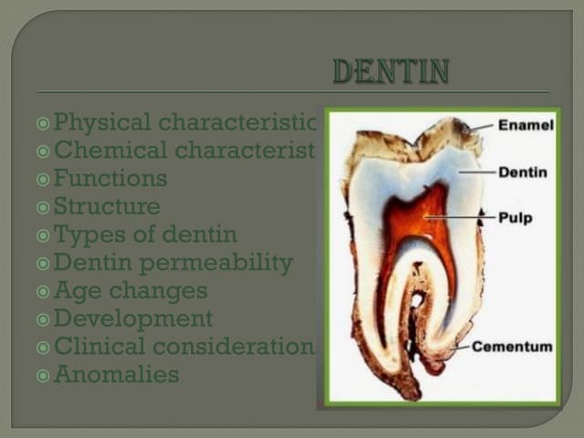 Dentenogenesis and histology of dentin | PPT