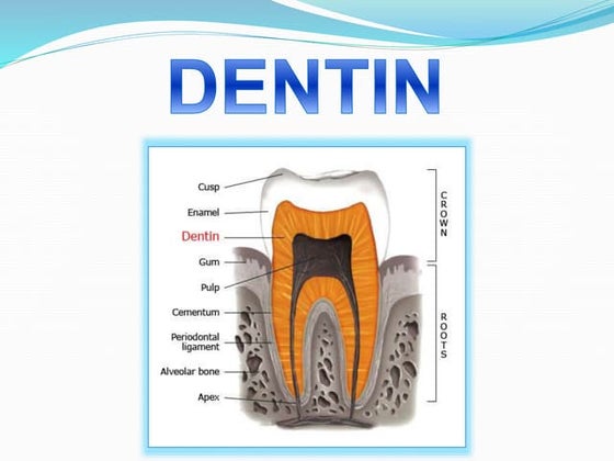 Histology of dentin | PPT | Dental Health | Diseases and Conditions