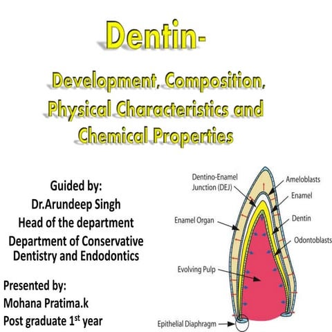 Dentin development | PPTX