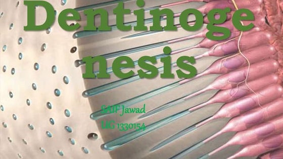 Dentinogenesis | PPT | Dental Health | Diseases and Conditions
