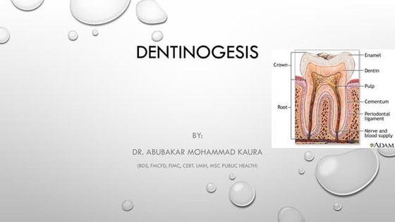 Histology of dentin | PPT | Dental Health | Diseases and Conditions