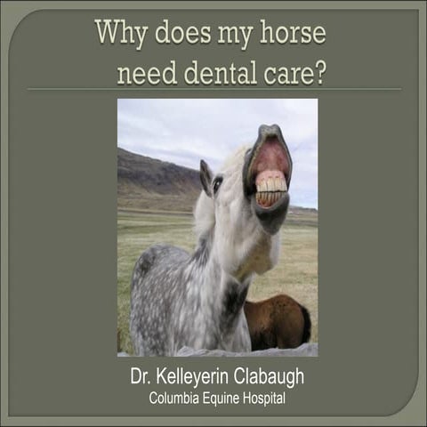 How To #3: How to tell if your horse needs his teeth done | ZIP