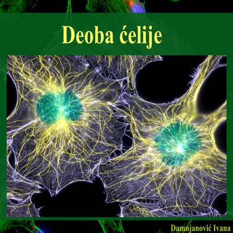 Skeletni sistem čoveka | PPTX