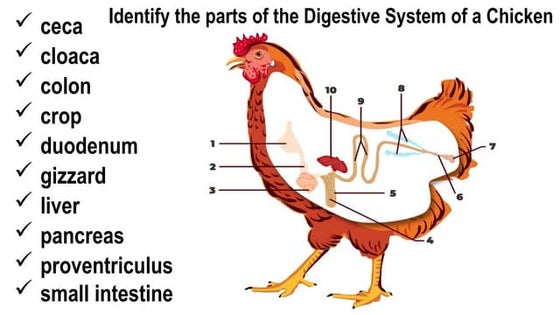 Unit 16 Classification of feed stuff.pptx
