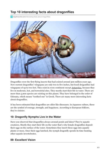 The Dragonfly | PPTX | Birdwatching | Hobbies & Interests