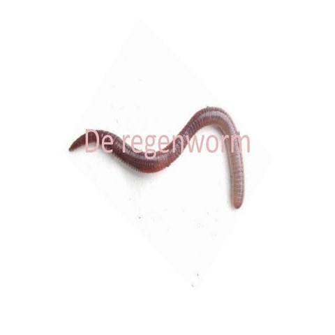 De regenworm | PPT